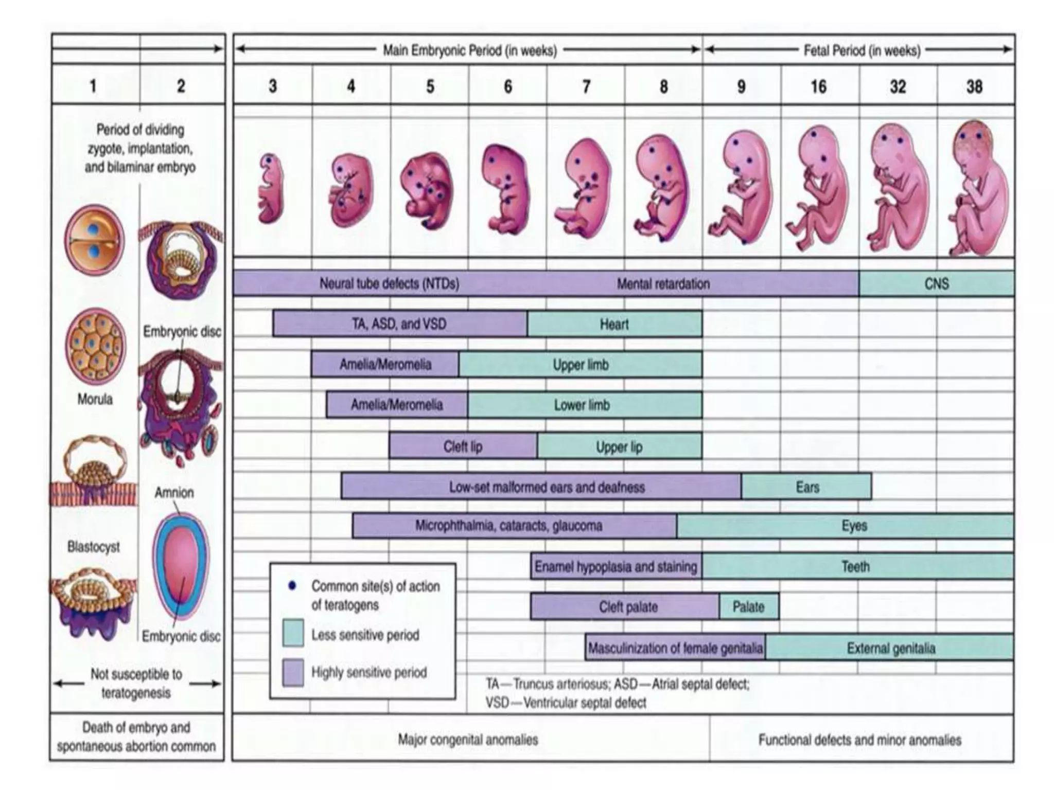 Approach to a child with dysmorphism | PPTX