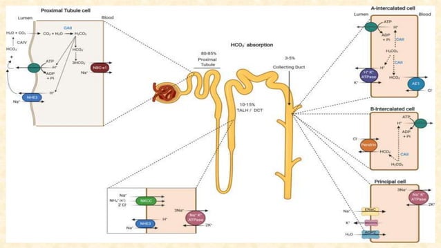 APPROACH TO ACID-BASE DISORDERS Illustration.pptx