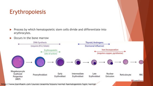 Approach to anaemia copy.pptx