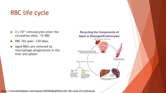 Approach to anaemia copy.pptx