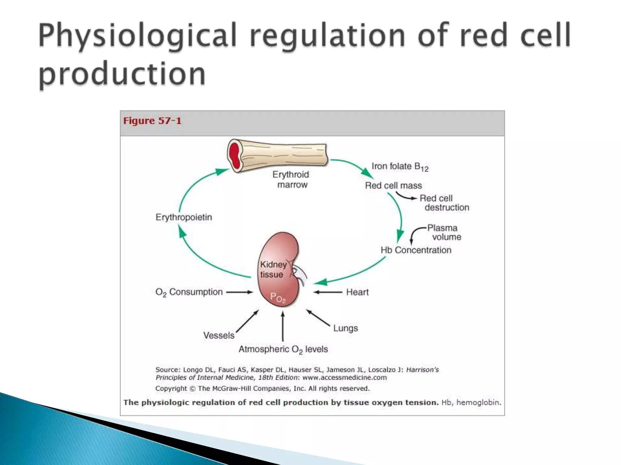 Approach to Anemia | PPTX