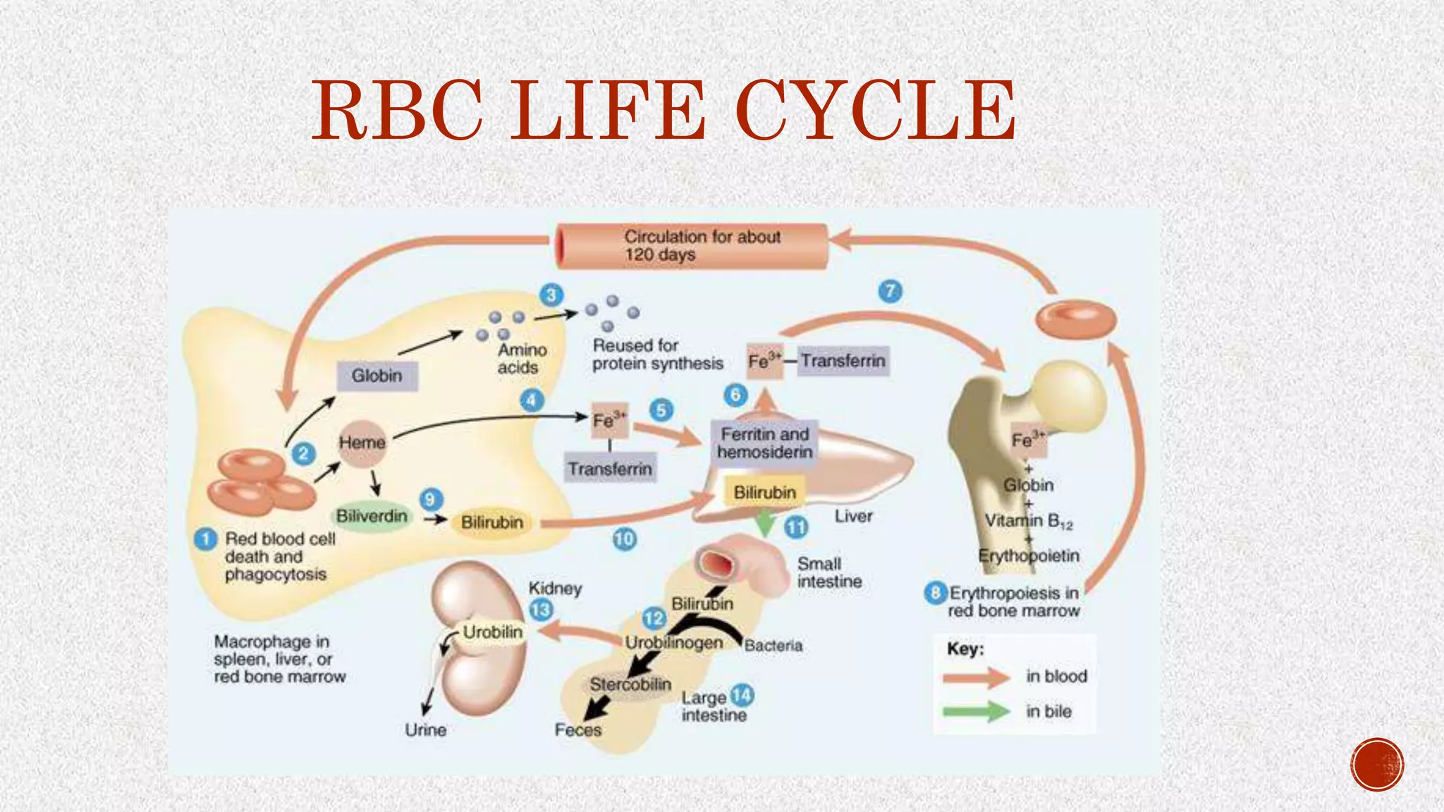Approach to anemia | PPTX
