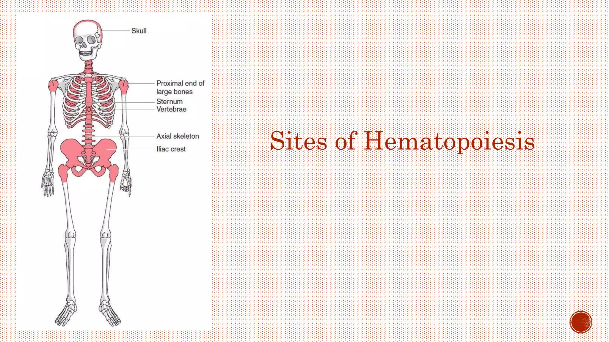 Approach to anemia | PPTX