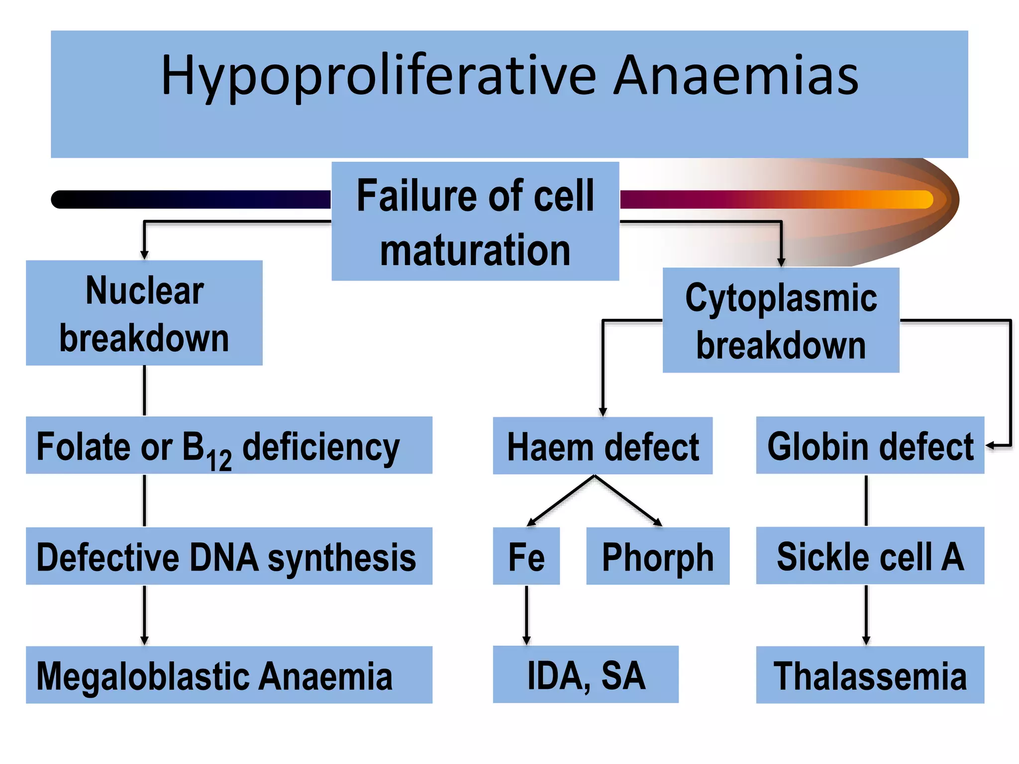 Approach to anemia | PPT | Blood Disorders | Diseases and Conditions