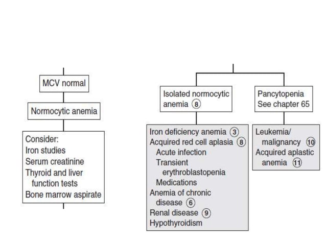 Approach to anemia | PPT