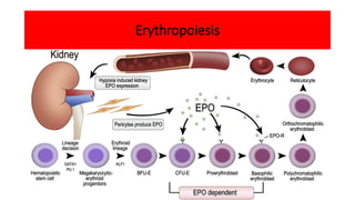 Approach to anemia based on Harrison's book | PPTX