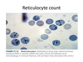 Punctate Reticulocyte
