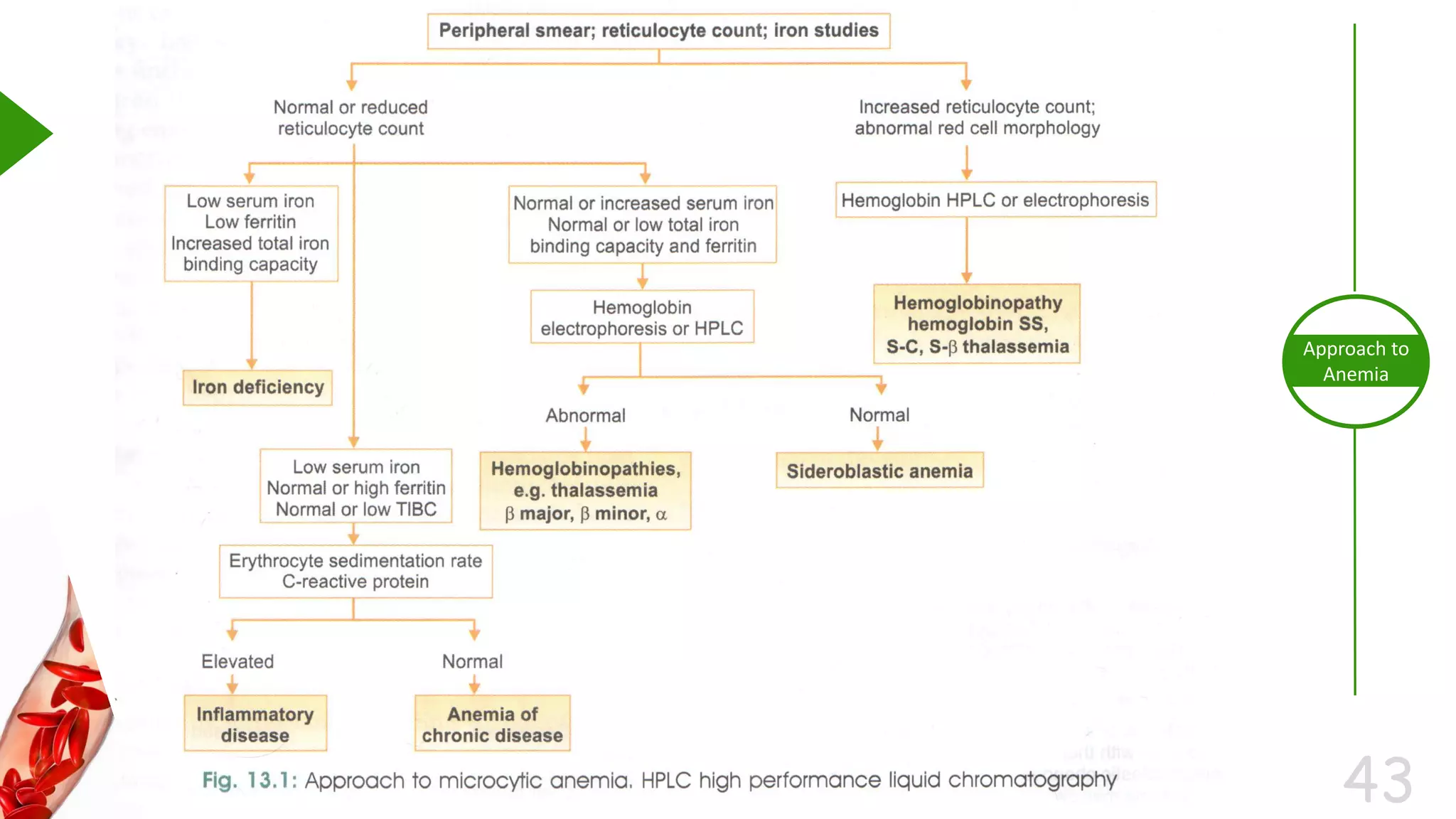 Approach to anemia ppt | PDF