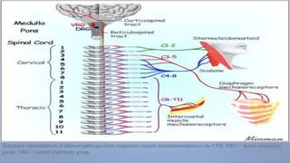 Approach to a patient of dyspnea | PPTX