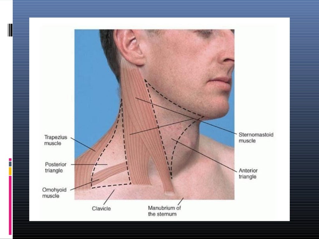 Swollen Right Supraclavicular Lymph Nodes Tasteoutdoor