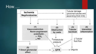 Approach to a patient with raised creatinine - Copy.pptx