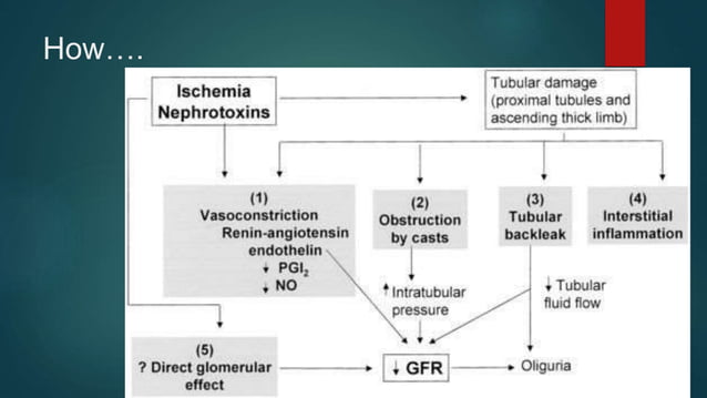 Approach to a patient with raised creatinine - Copy.pptx