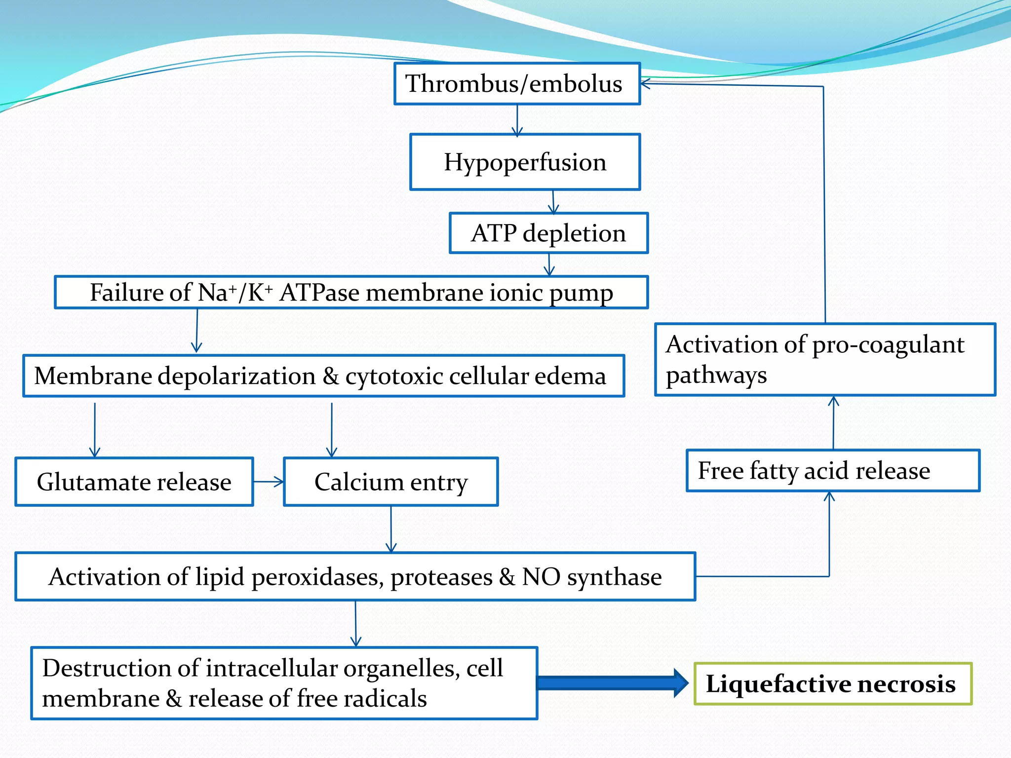 Approach to a patient with stroke - Pathophysiology of stroke | PPTX