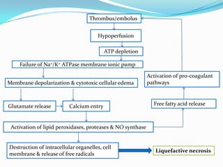 Approach to a patient with stroke - Pathophysiology of stroke | PPTX