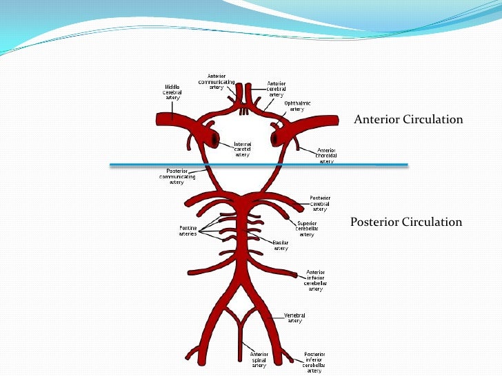 Approach to a patient with stroke - Pathophysiology of stroke