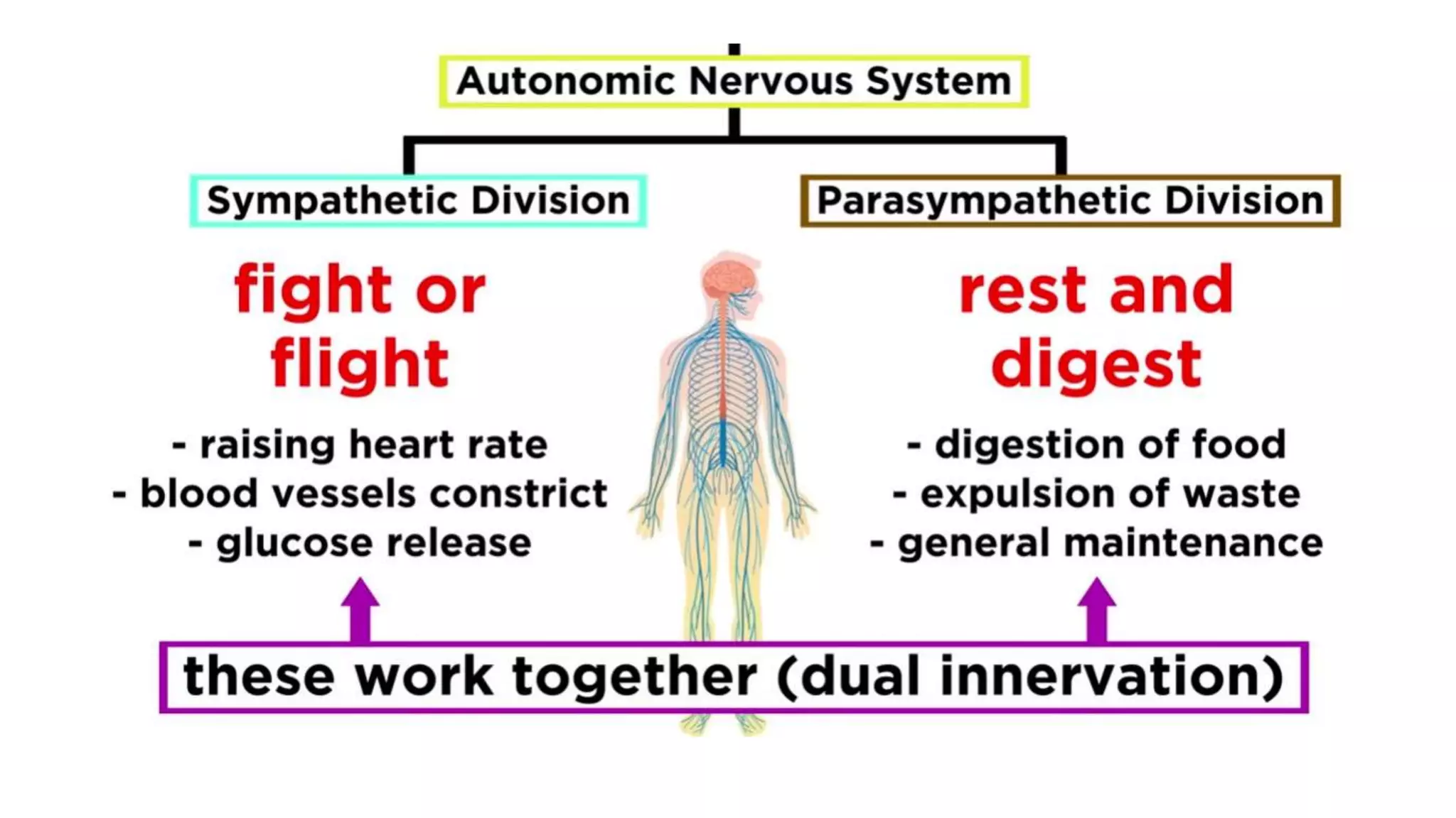 Approach to Autonomic Nervous system Disorder 09-09-2022.pptx