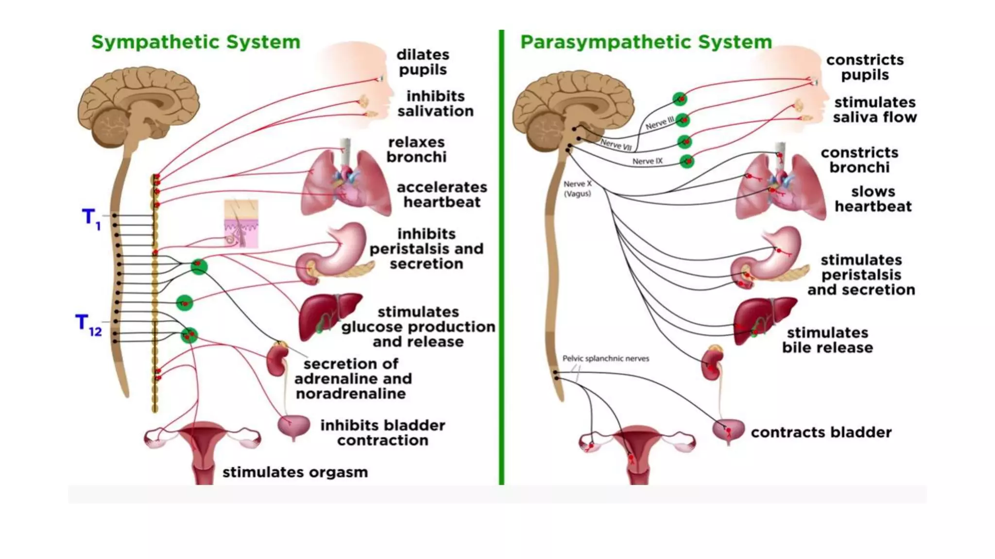 Approach to Autonomic Nervous system Disorder 09-09-2022.pptx