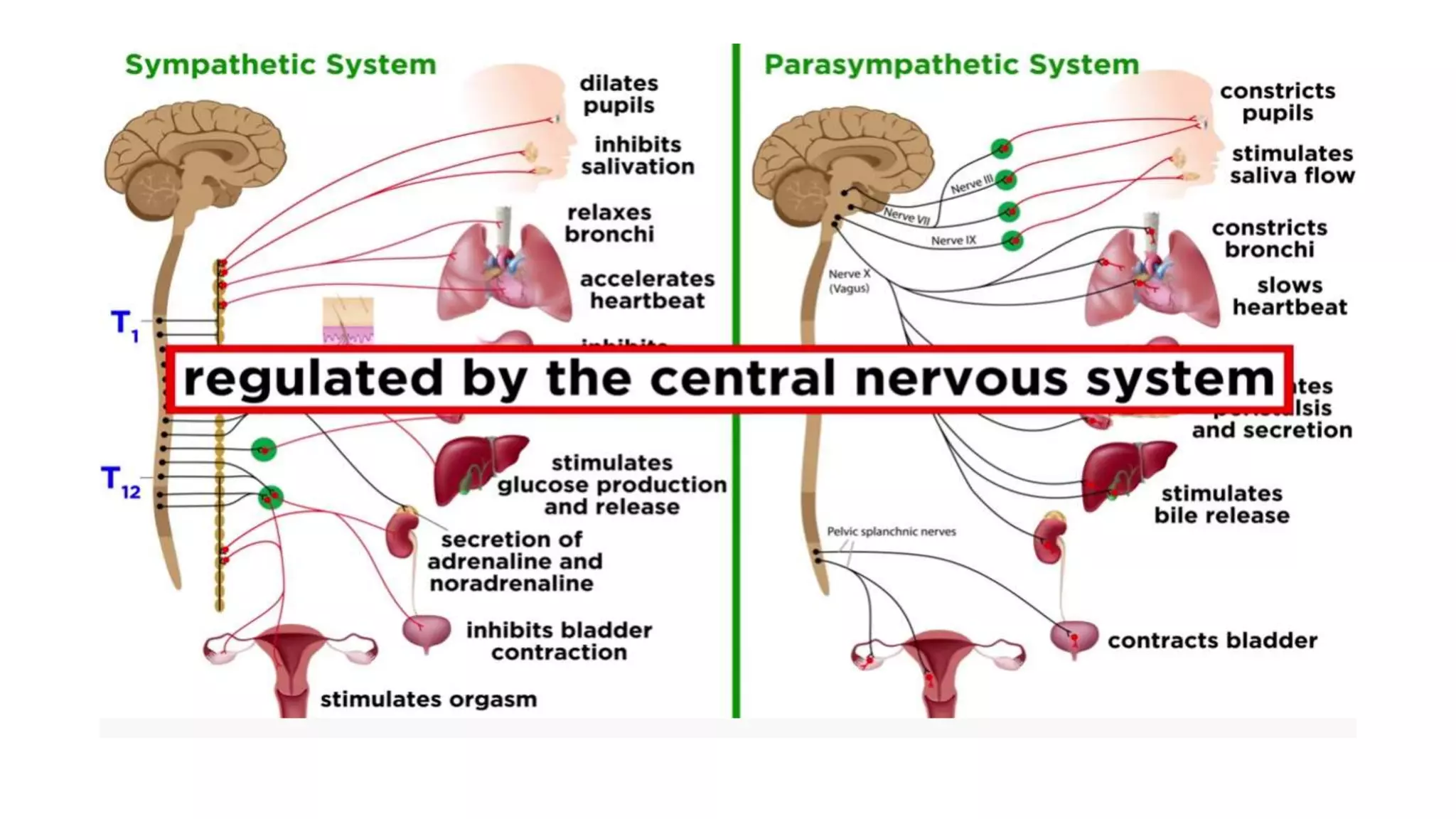 Approach to Autonomic Nervous system Disorder 09-09-2022.pptx