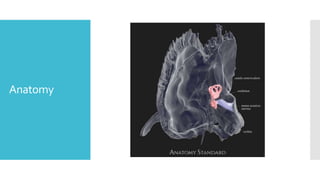 Approach to a vertiginous patient - clinical | PPTX