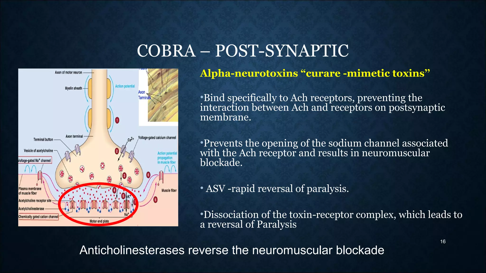 Approach to a victim of snake bite | PPT