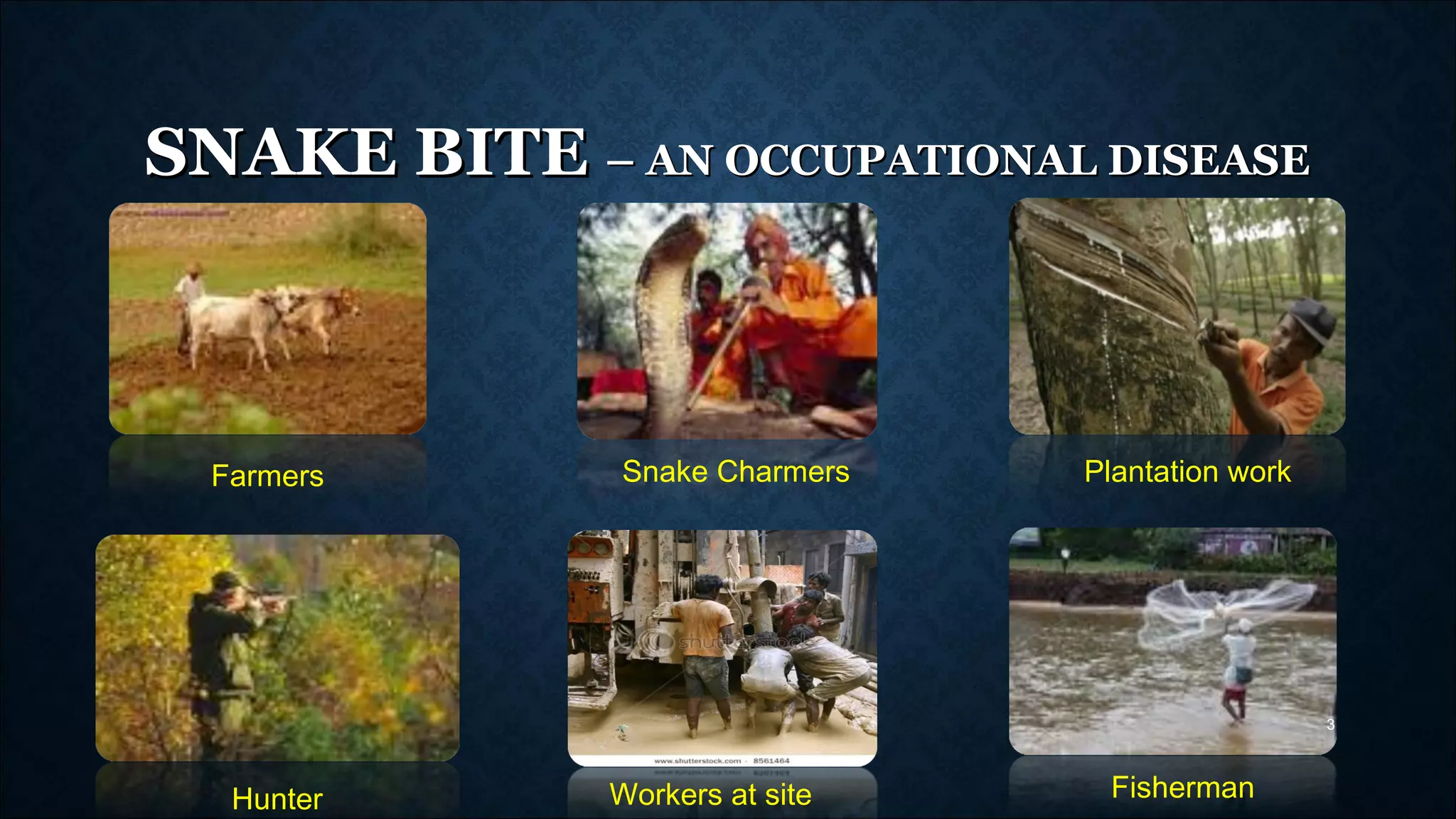 Approach to a victim of snake bite | PPT