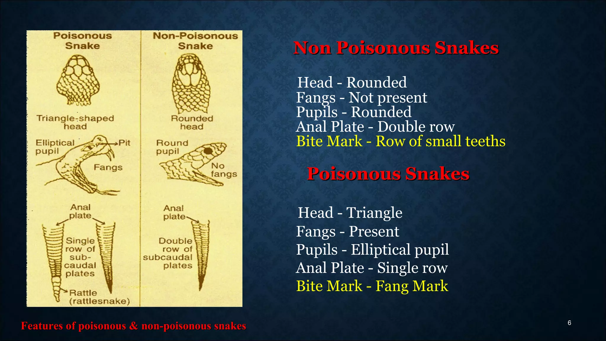 Approach to a victim of snake bite | PPT