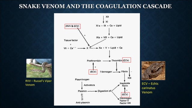 Approach to a victim of snake bite | PPT