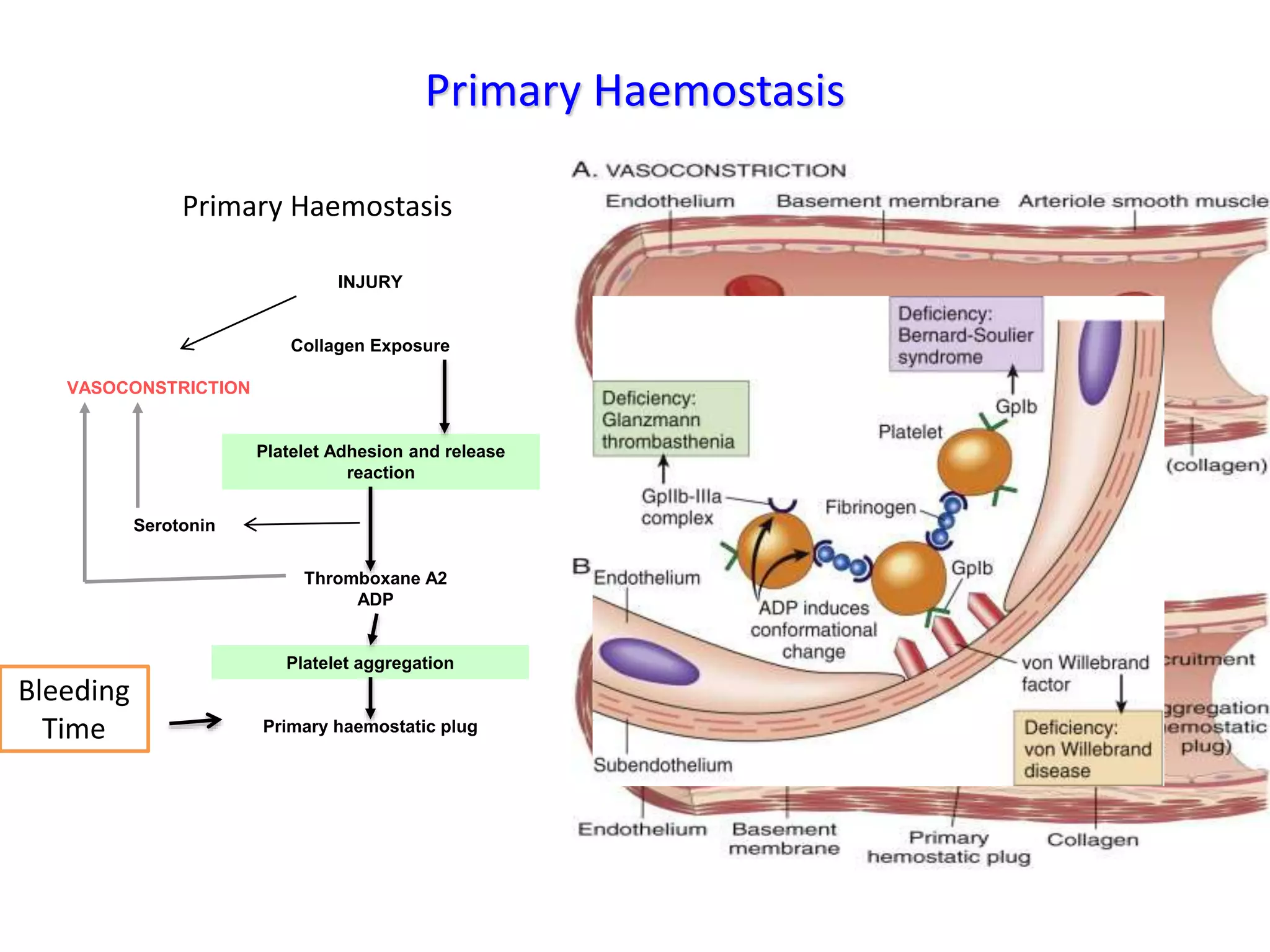 Approach to bleeding neonate | PPTX | Blood Disorders | Diseases and ...