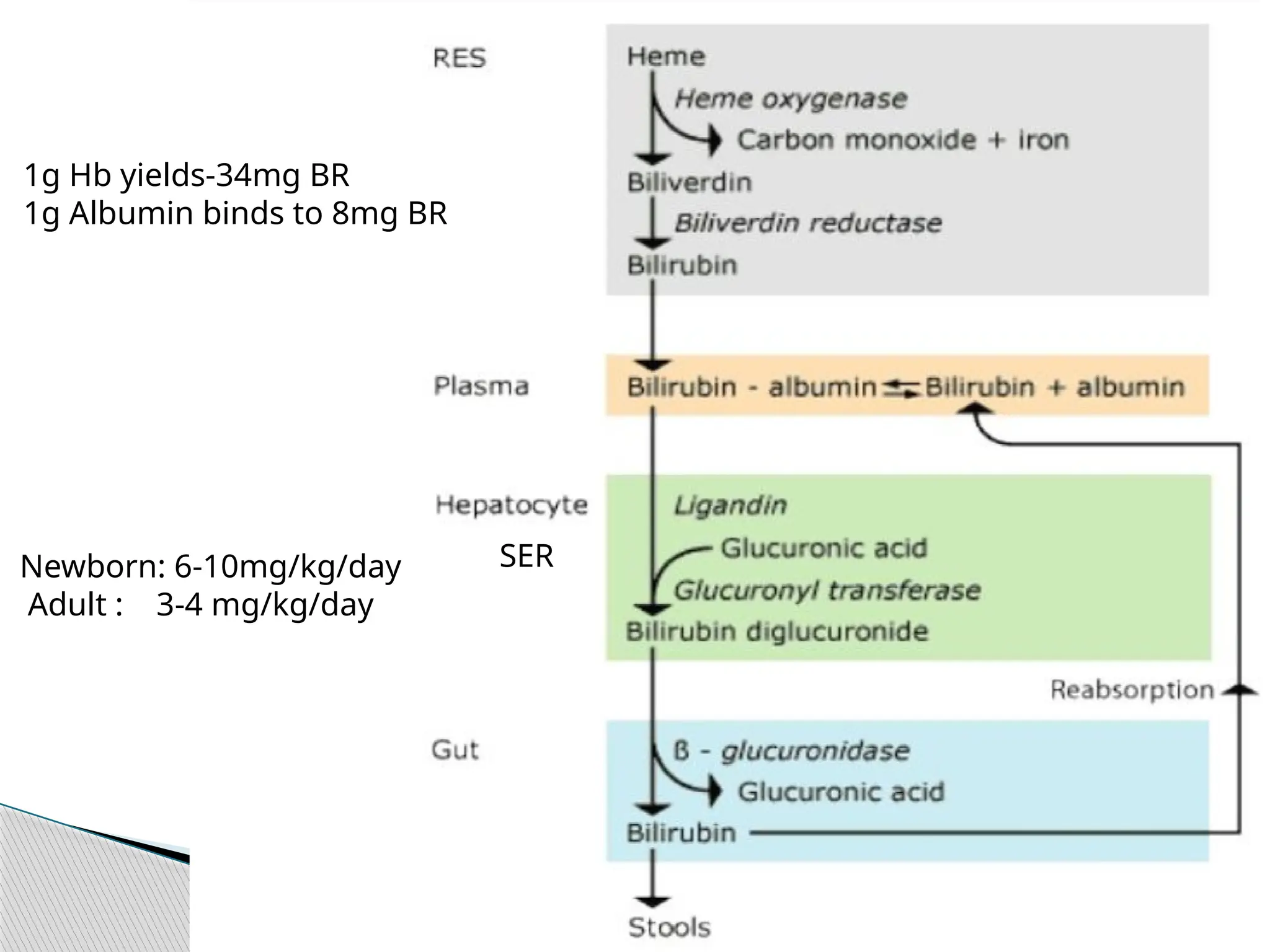 Approach to child with Neonatal Hyperbilirubinemia.pptx