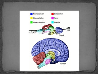 Approach to Coma Management causes symptoms ppt | PPT