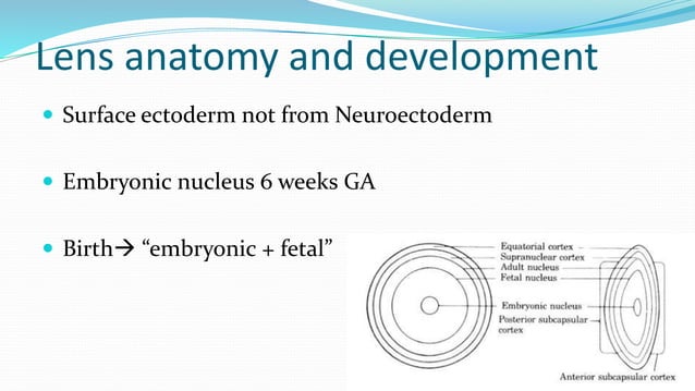 An approach to congenital cataract genetic based | PPT