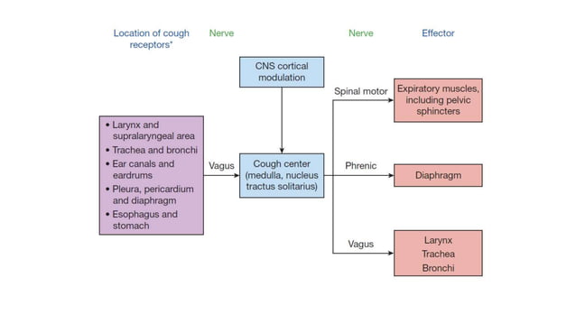 Approach to Cough.pptx | Lung and Respiratory Health | Diseases and ...