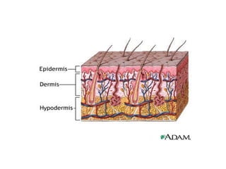 Approach to Dermatological Prescription | PPT
