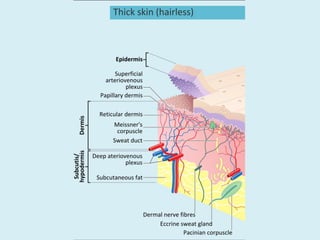 Approach to Dermatological Prescription | PPT
