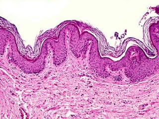 Approach to Dermatological Prescription | PPT