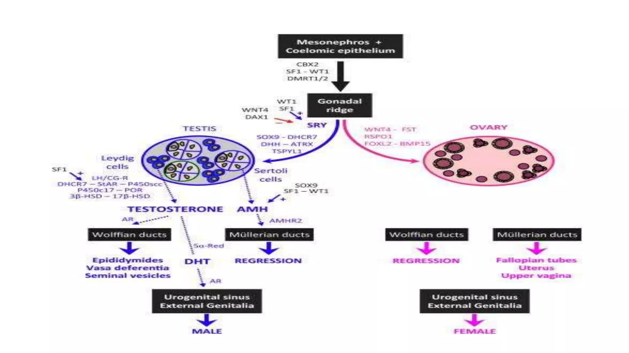 APPROACH TO DSD.pptx