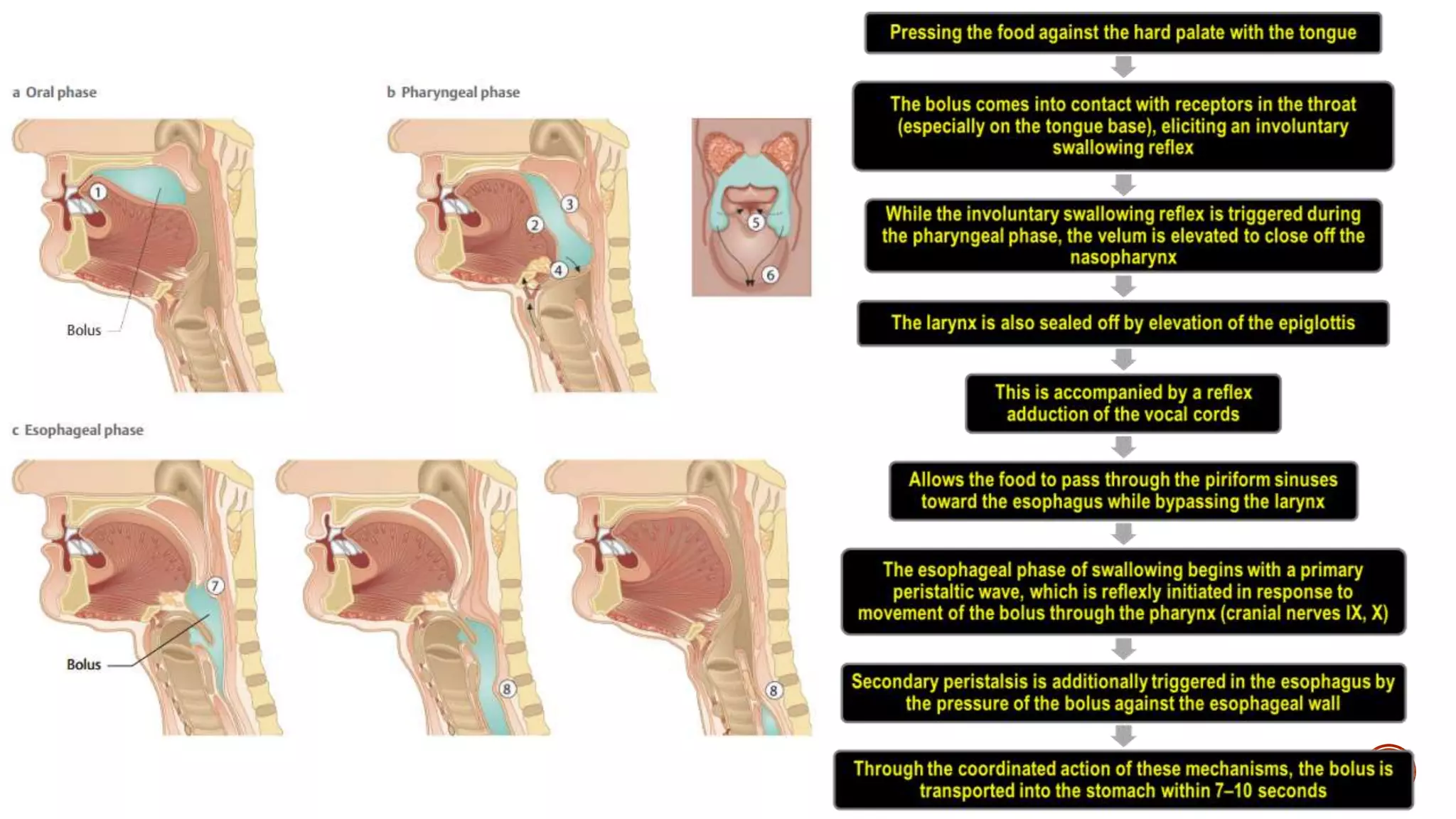 Approach to dysphagia in adults | PPTX