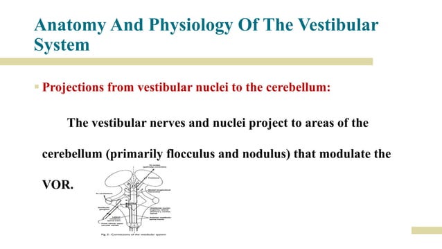 Approach to evaluation and management of acute vertigo | PPTX | Brain ...