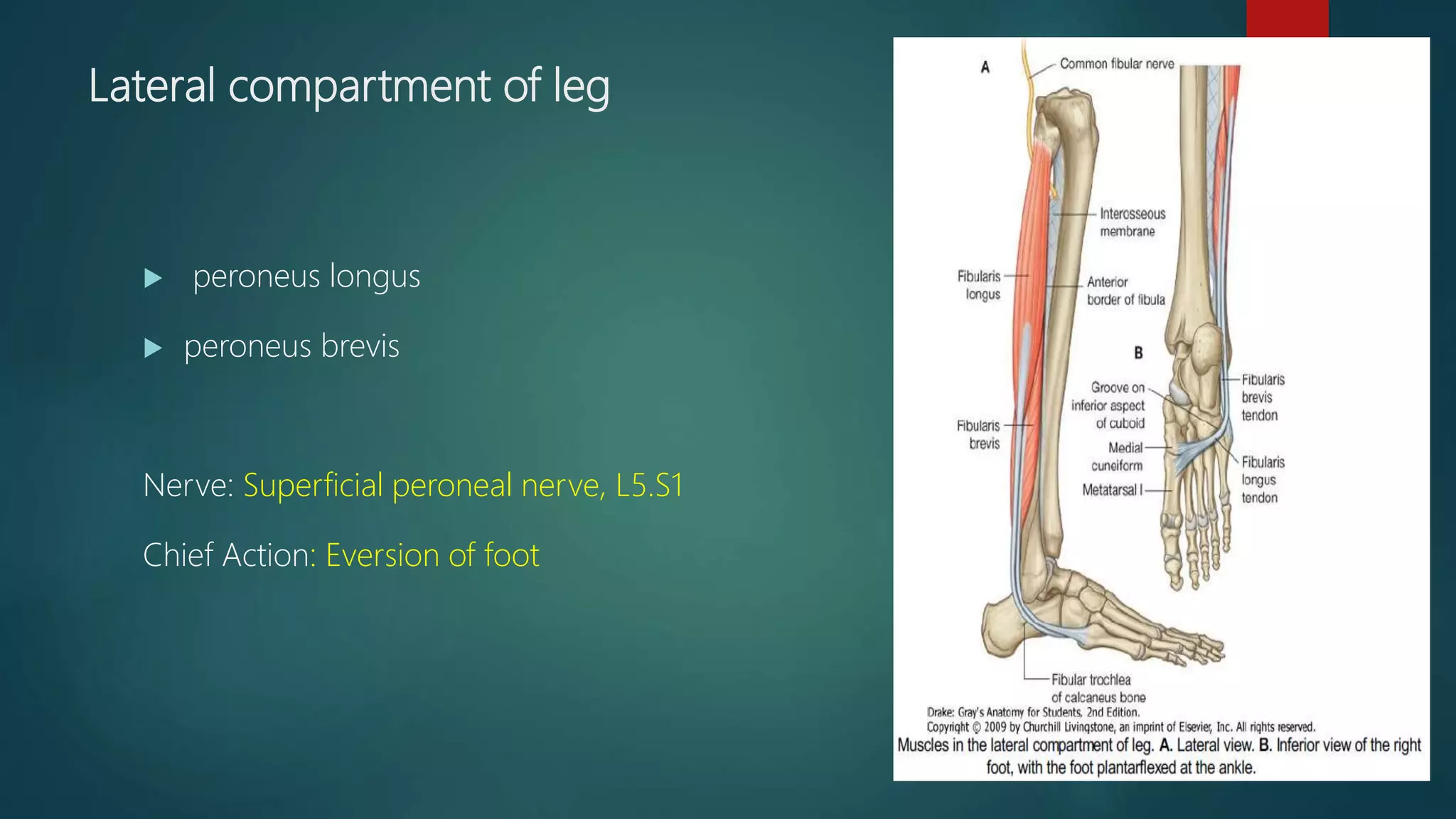foot drop | PPTX