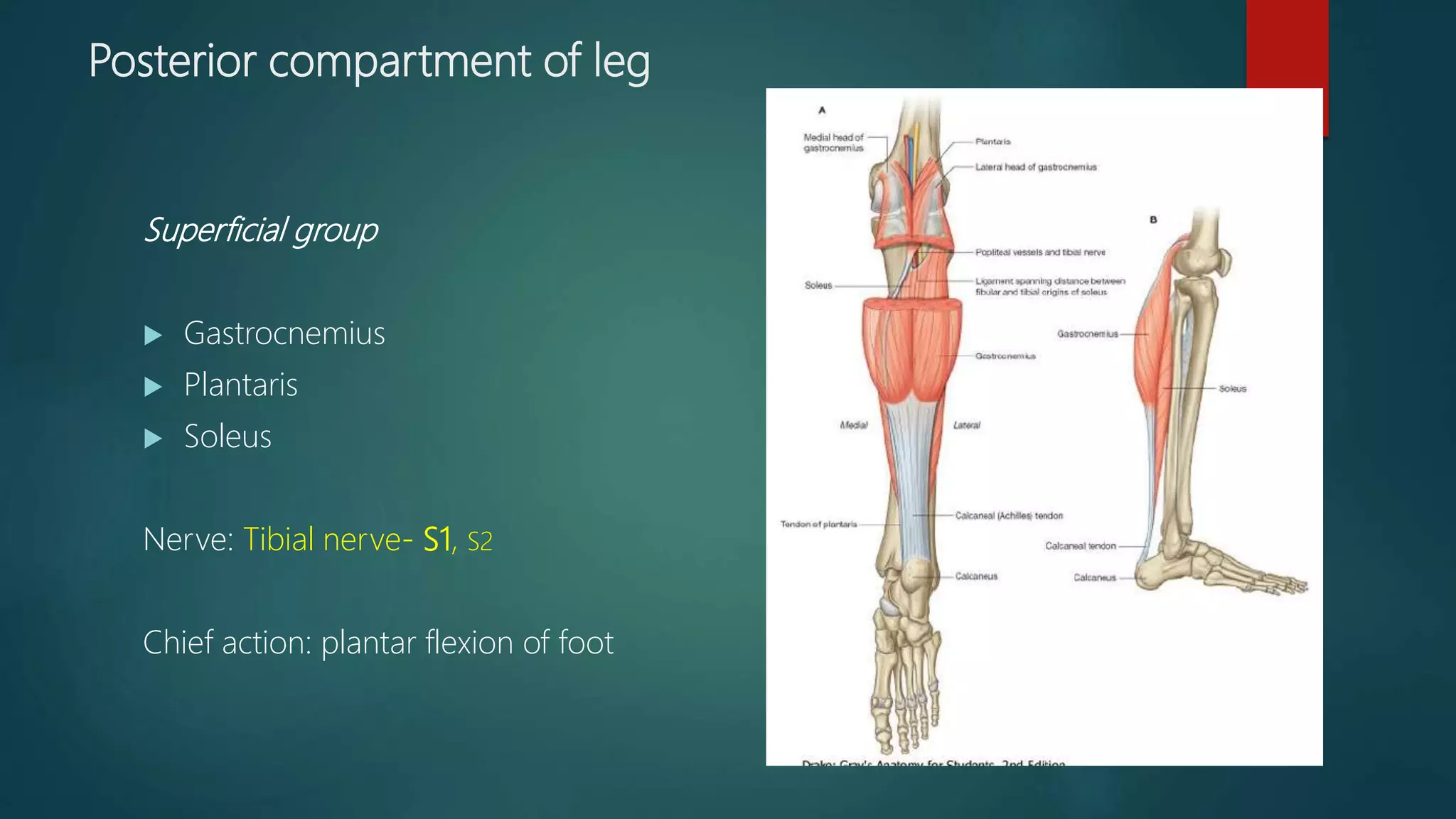 foot drop | PPTX