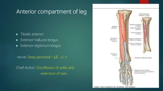 foot drop | PPTX