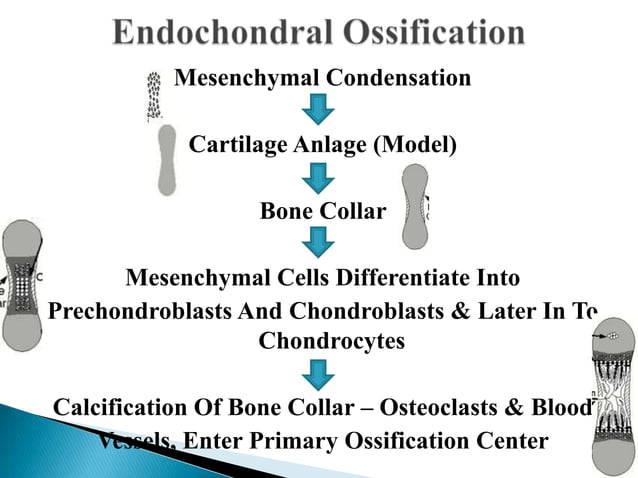 Approach to generalised increased bone density | PPTX | Bone and Joint ...