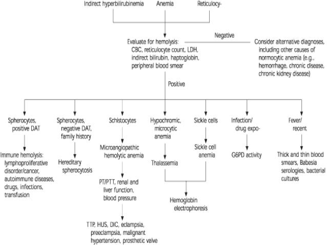 Approach to Hemolytic Anemia