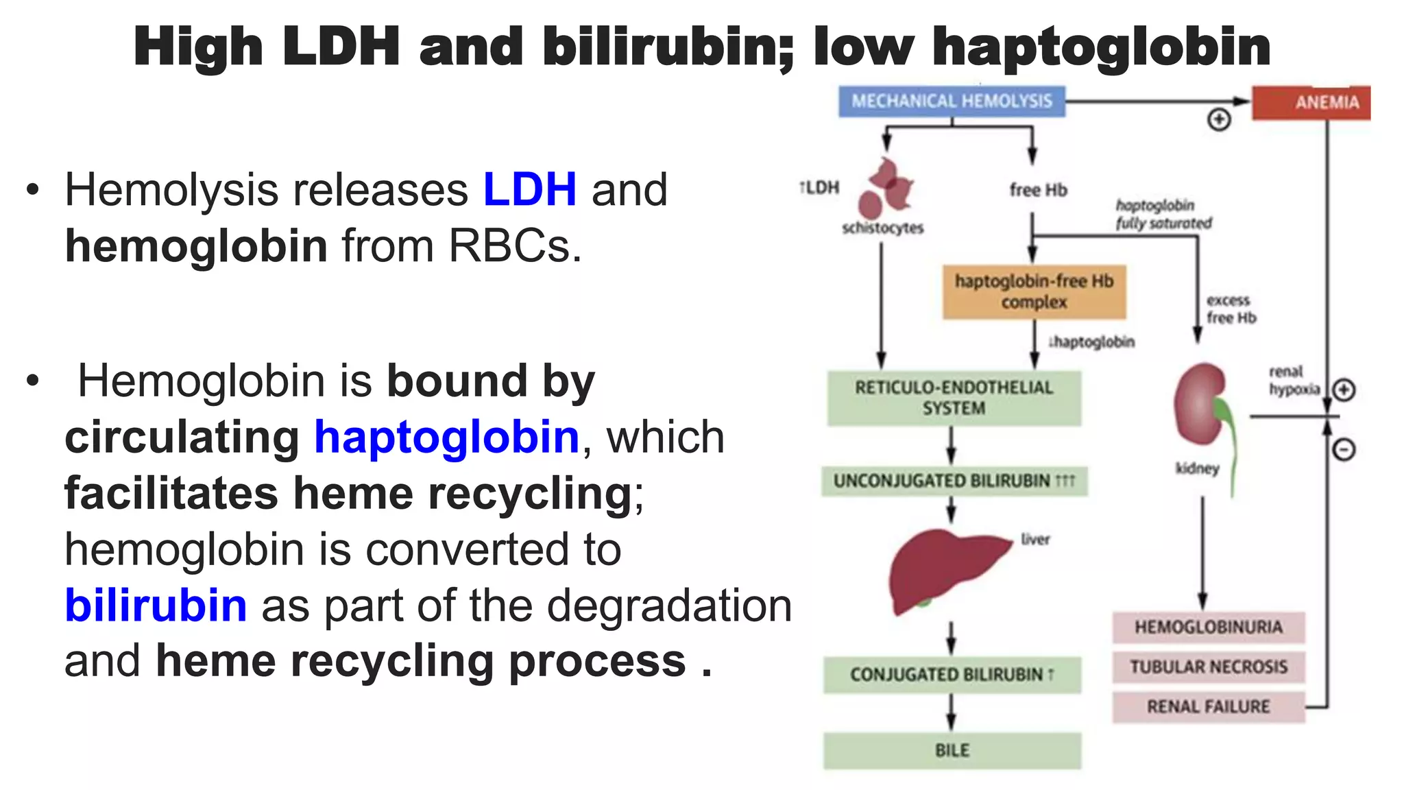 Diagnosis of hemolytic anemia | PPTX