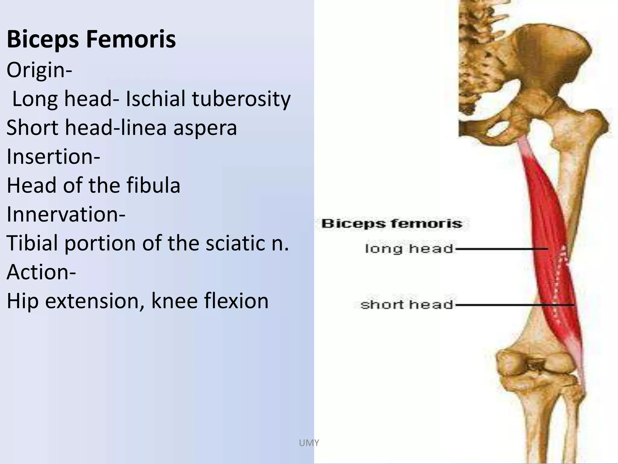 Approach to hip joint | PPTX