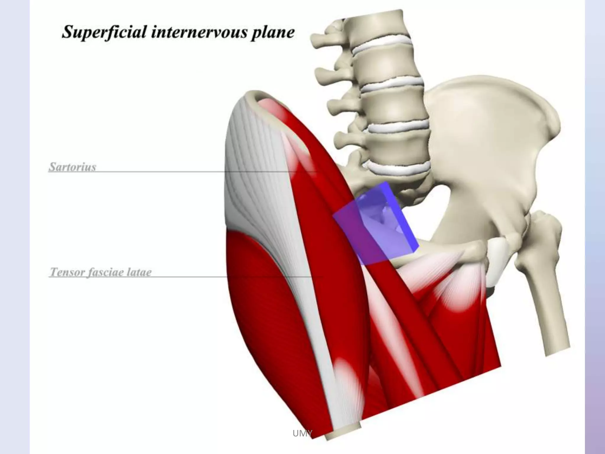 Approach to hip joint | PPTX