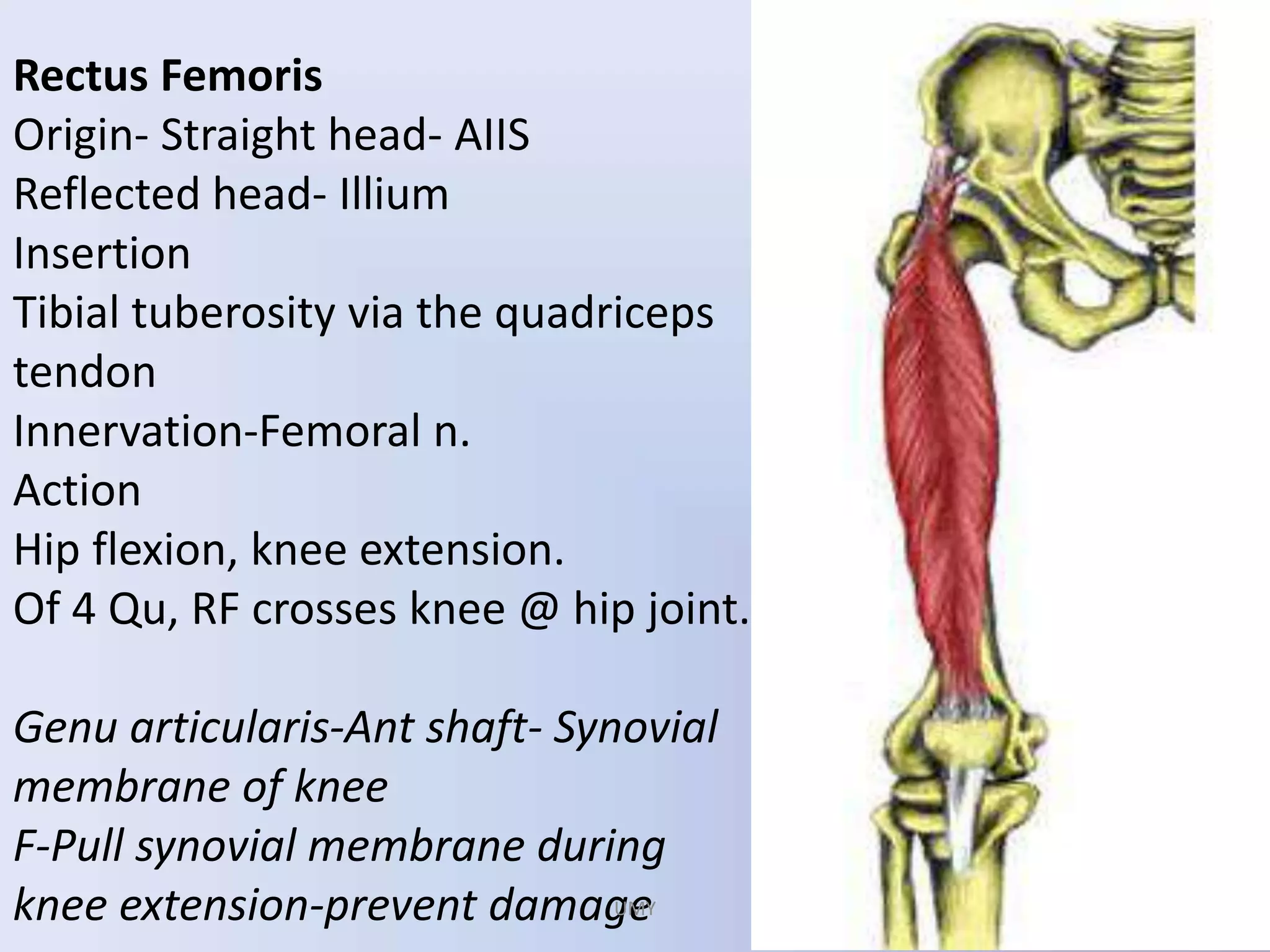 Approach to hip joint | PPTX