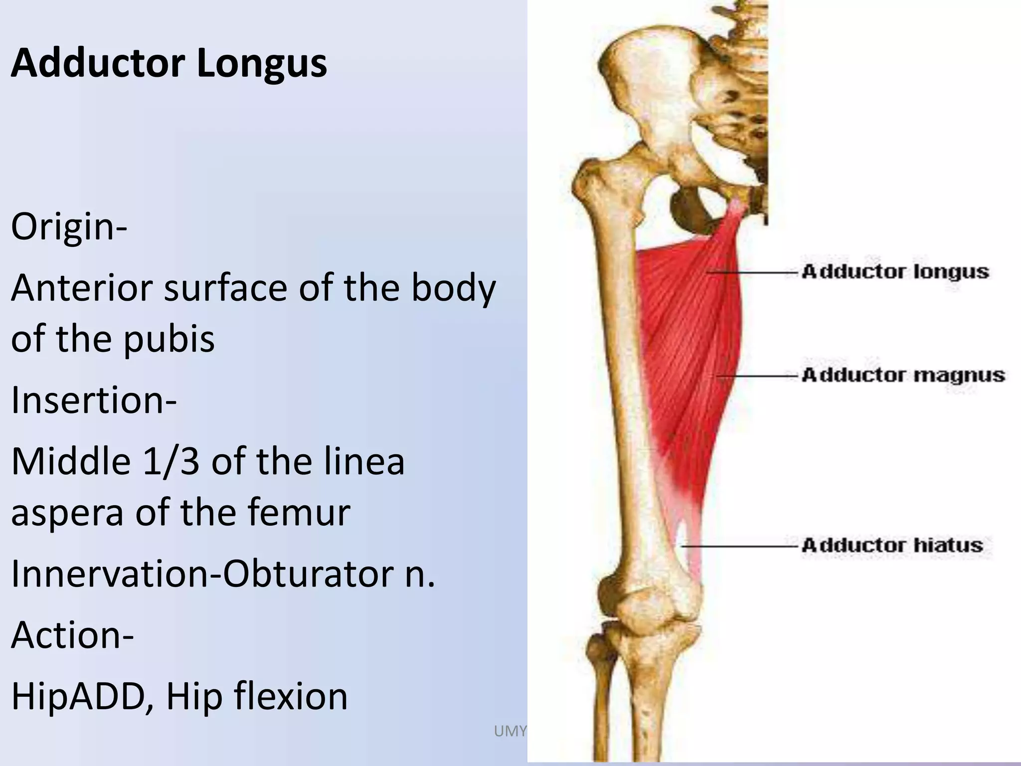 Approach to hip joint | PPTX