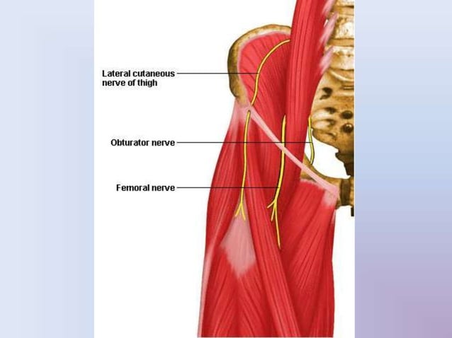 Approach to hip joint | PPTX