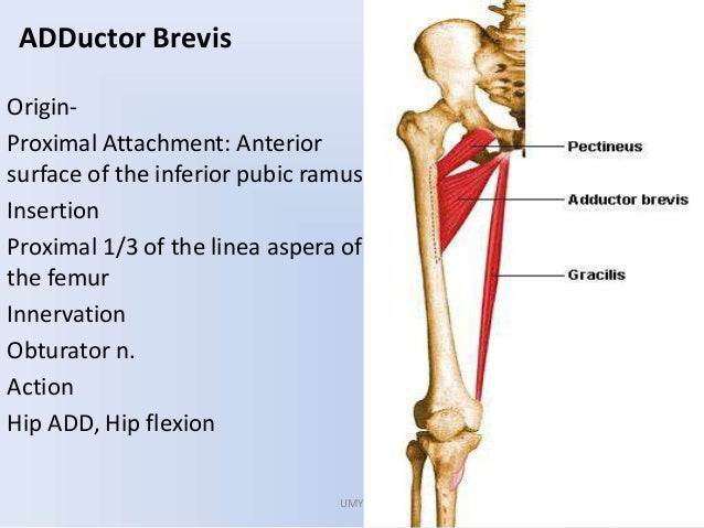 Approach to hip joint